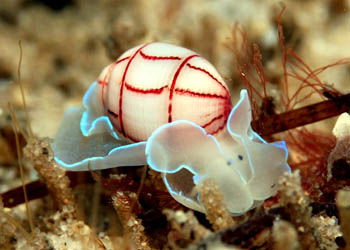 头J目 Cephalaspidea 蓝色动物学（中国动物学科普）